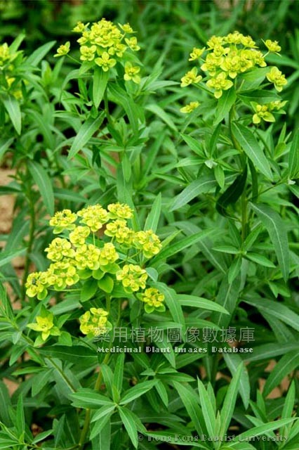 药用植物图像数据库 - 记录页面